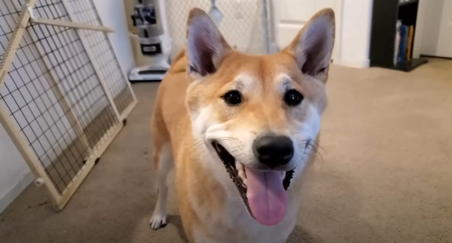 A dog will speedrun a NES game at the next Games Done Quick | VGC